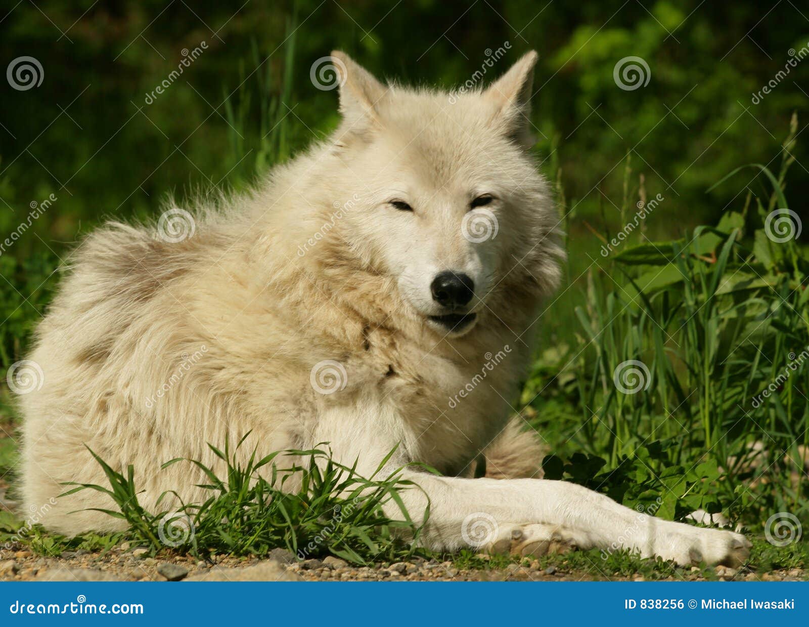 White wolf stock photo. Image of lying, lupine, scowl, wolf - 838256
