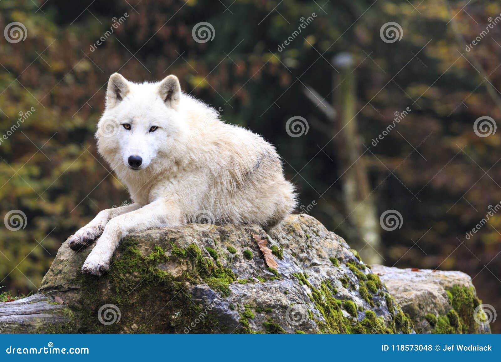 White wolf in forest stock photo. Image of grey, snow - 118573048