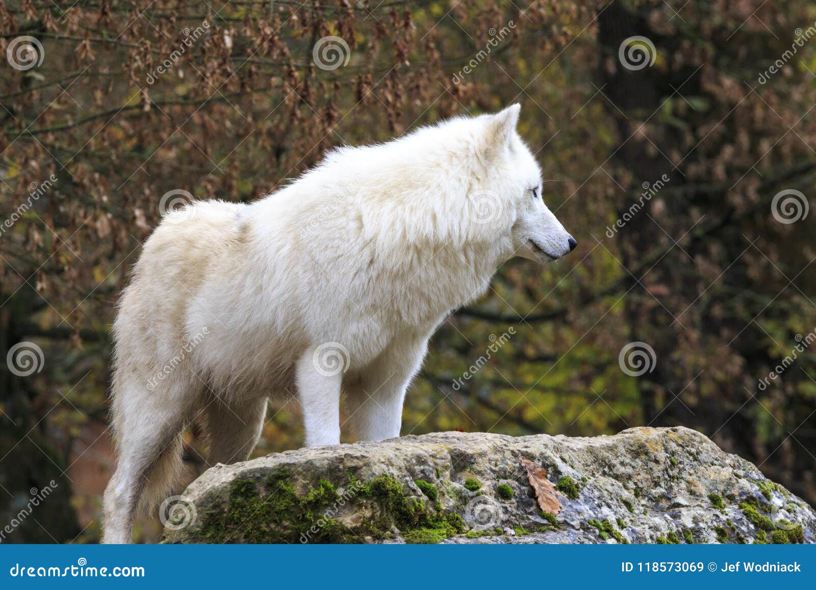 White wolf in forest stock image. Image of isolated - 118573069