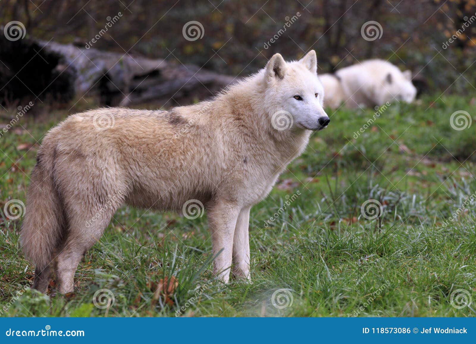 White wolf in forest stock photo. Image of mammal, creature - 118573086
