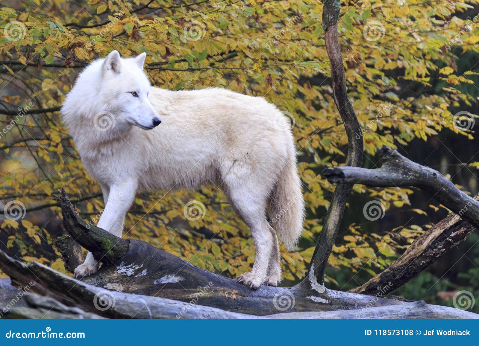 White wolf in forest stock photo. Image of predator - 118573108