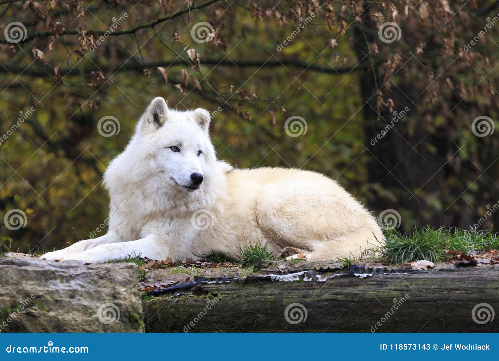 White wolf in forest stock image. Image of wild, natural - 118573143