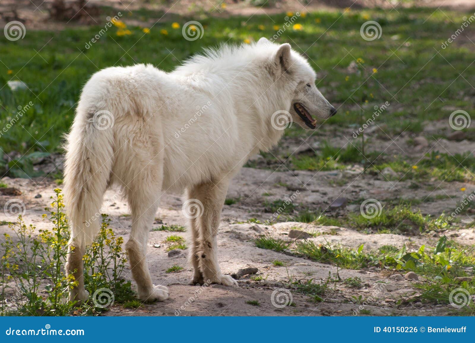 White Wolf stock photo. Image of large, beauty, female - 40150226