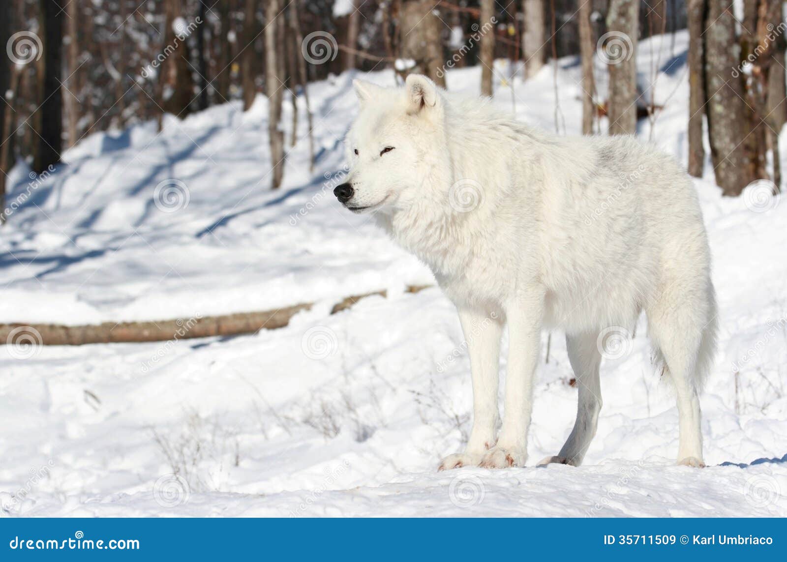 White wolf stock image. Image of arctic, power, wolf - 35711509