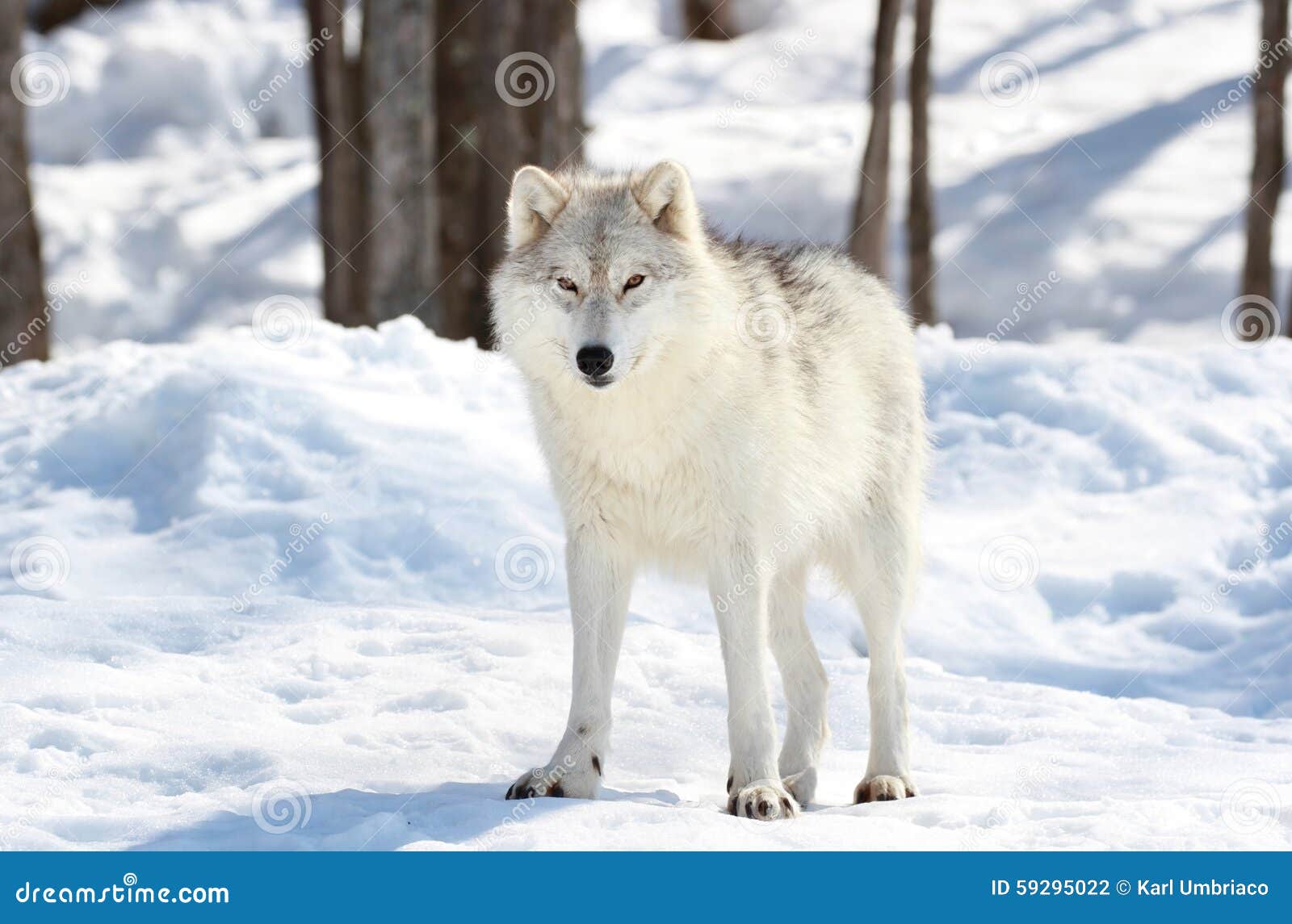 White wolf stock photo. Image of animal, wolf, winter - 59295022