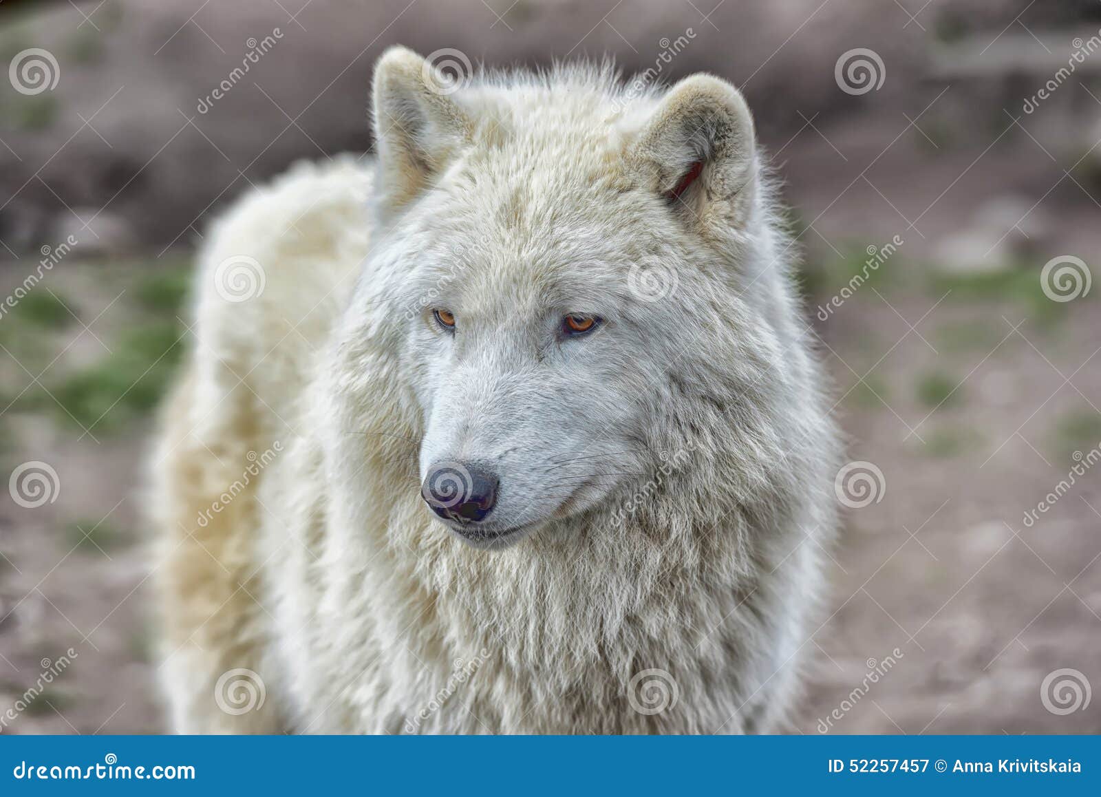 White wolf stock image. Image of polar, snow, canis, winter - 52257457