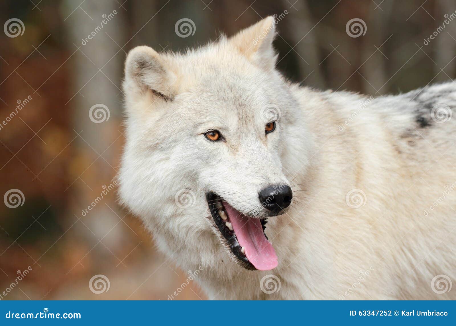 White wolf in autumn stock photo. Image of wildlife, animal - 63347252