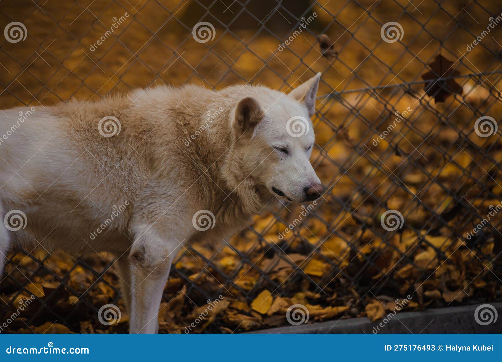White Wolf in the Autumn Forest, Yellow Leaves in the Background ...