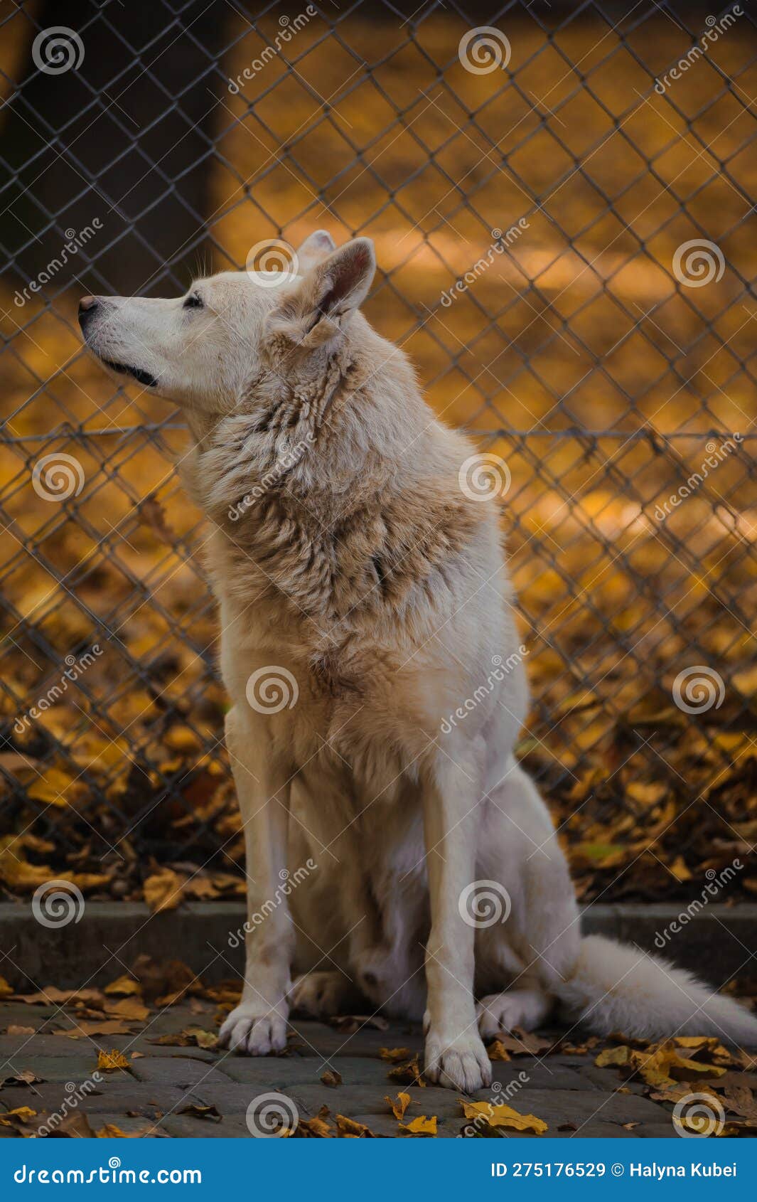 White Wolf in the Autumn Forest, Yellow Leaves in the Background ...