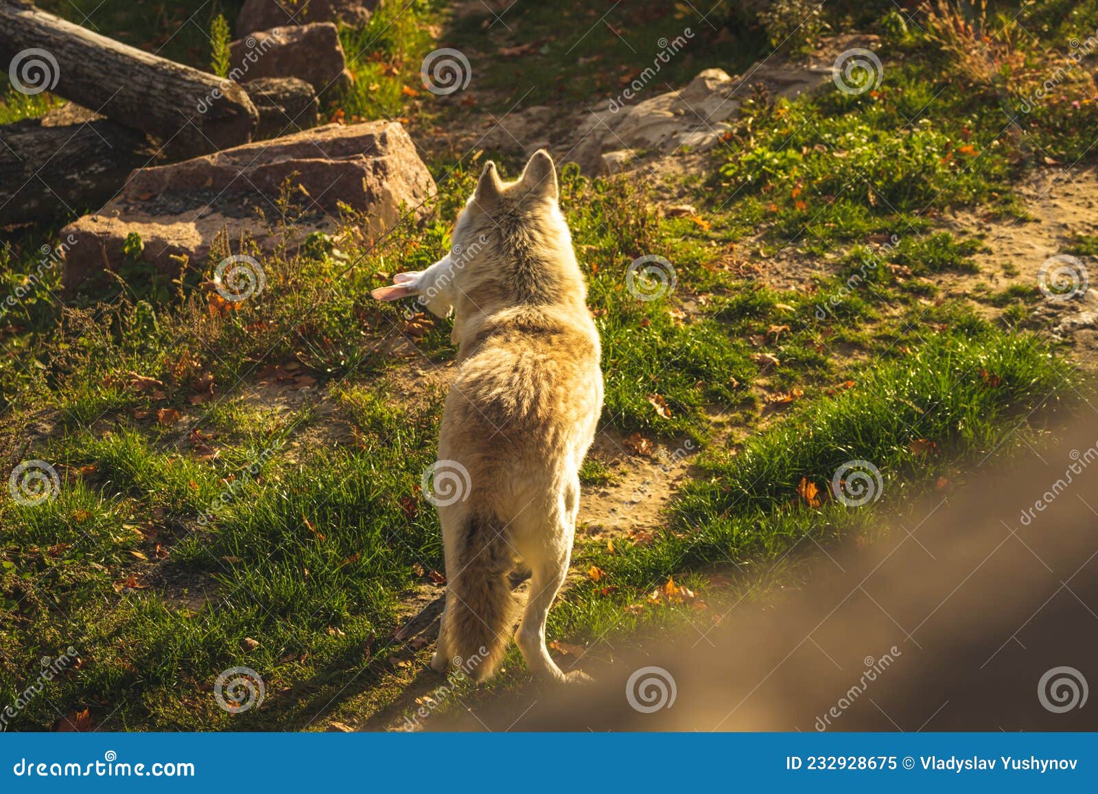 White Wolf Back View in Forest Nature in Sunset Lights Background Stock ...