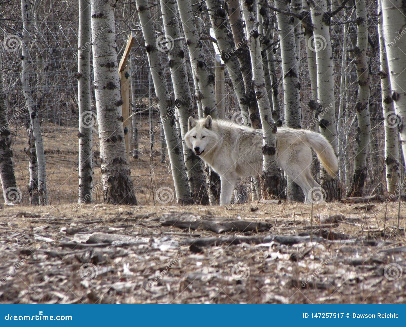 White Wolf stock image. Image of white, watching, wolfdog - 147257517