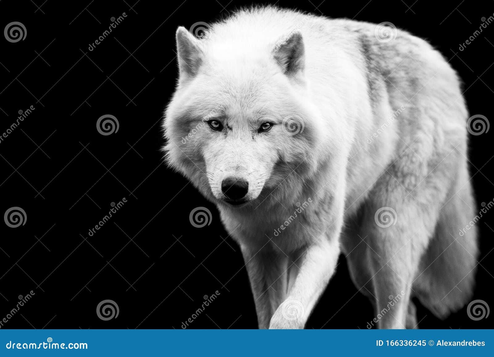 Black And White Wolf Wallpaper Desktop