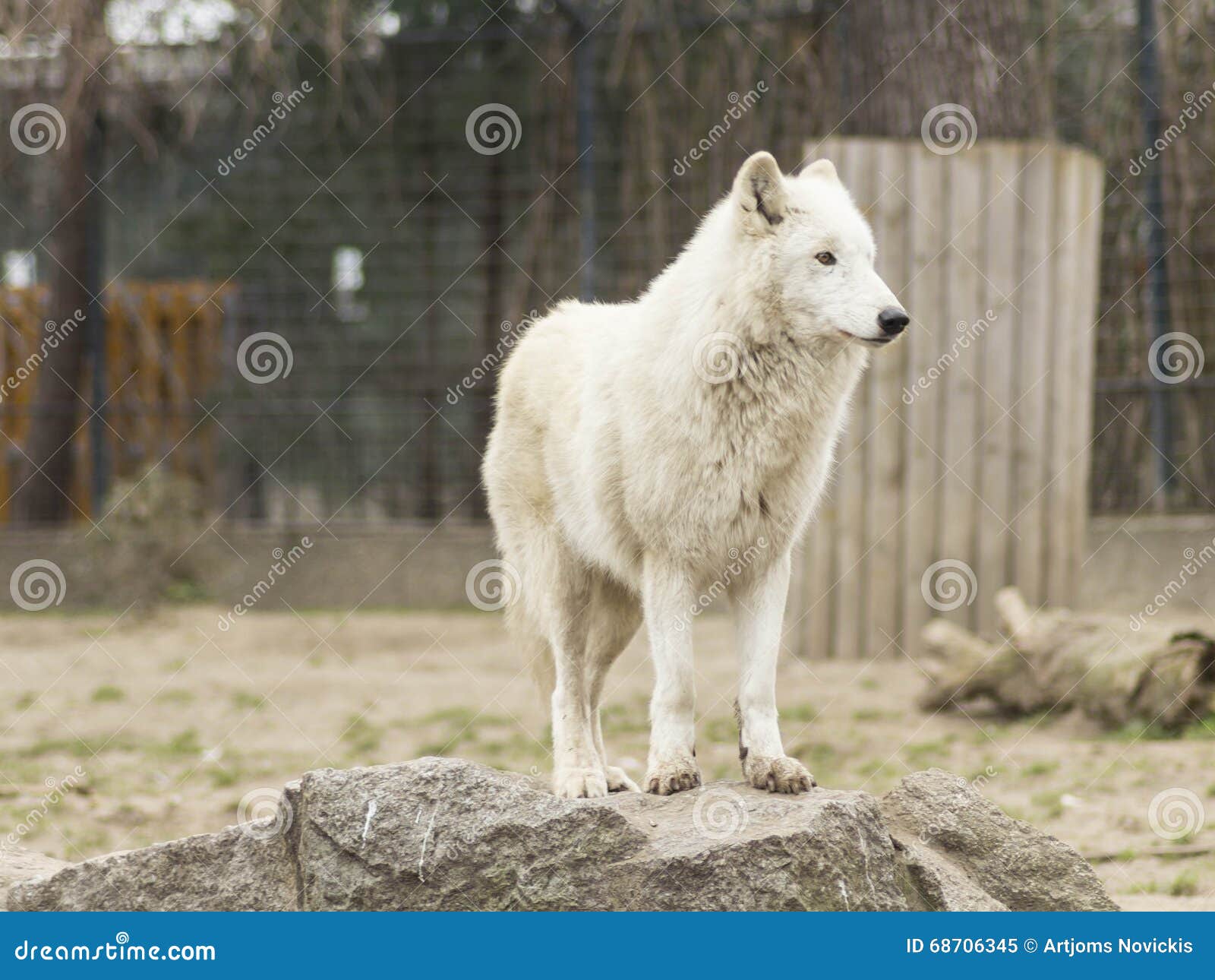 White Wolf stock image. Image of pets, berlin, bright - 68706345