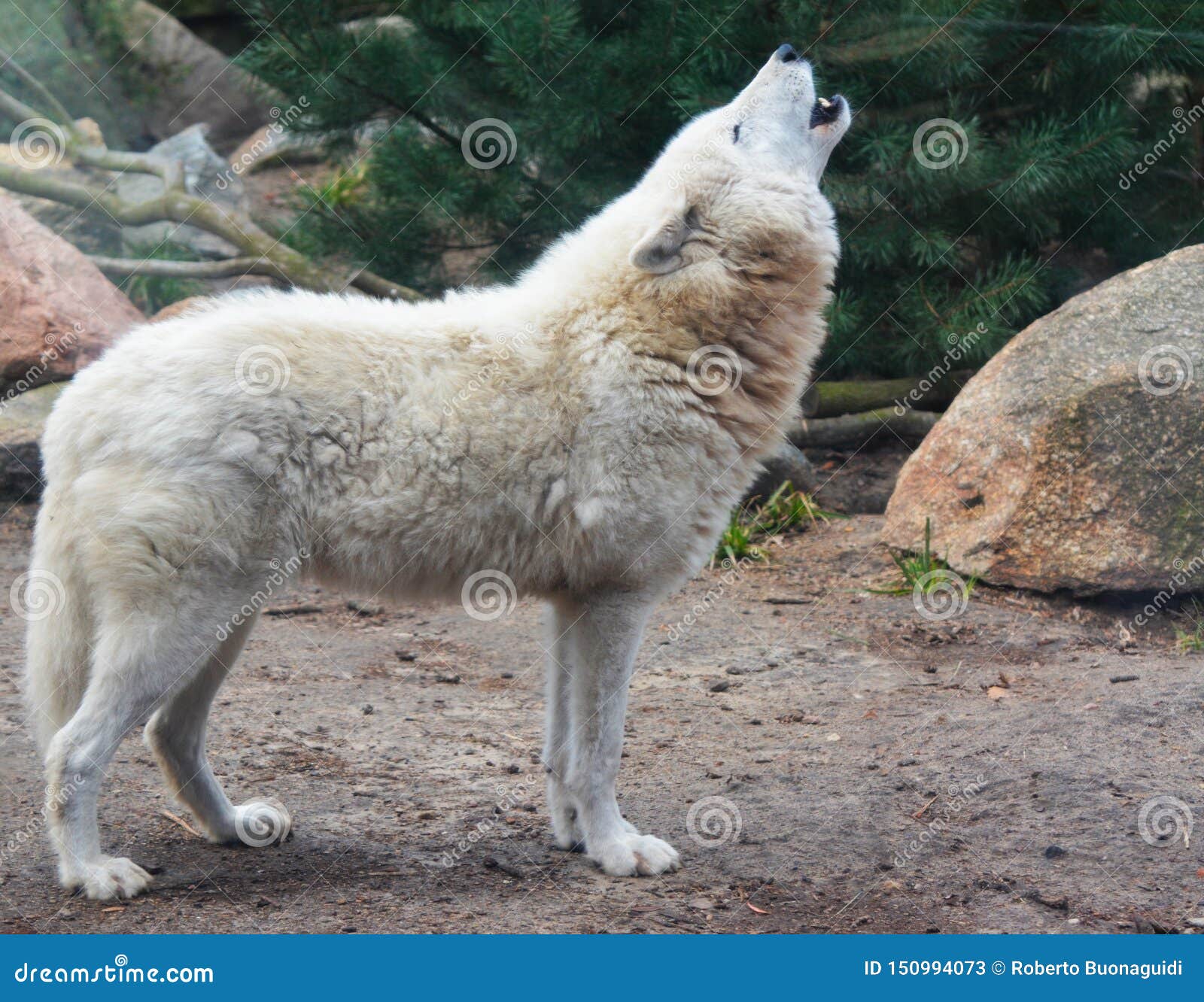 A White Wolf Calls Howling in the Forest Stock Image - Image of ...