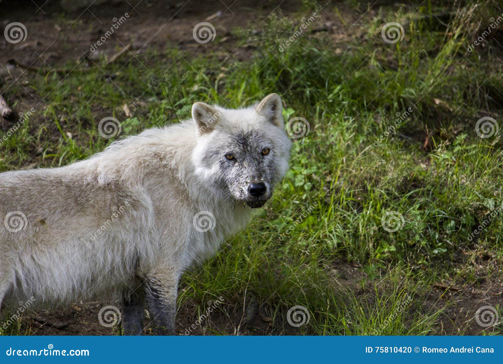 White Wolf stock photo. Image of canine, forests, blanc - 75810420