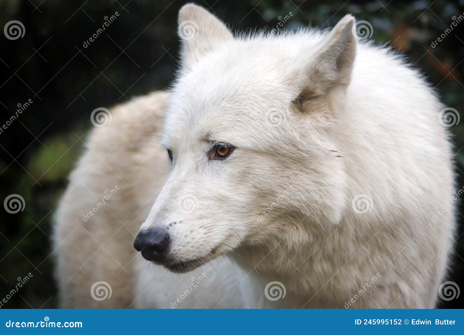 White Wolf Canis Lupus Hudsonicus Stock Photo - Image of canis, polar ...