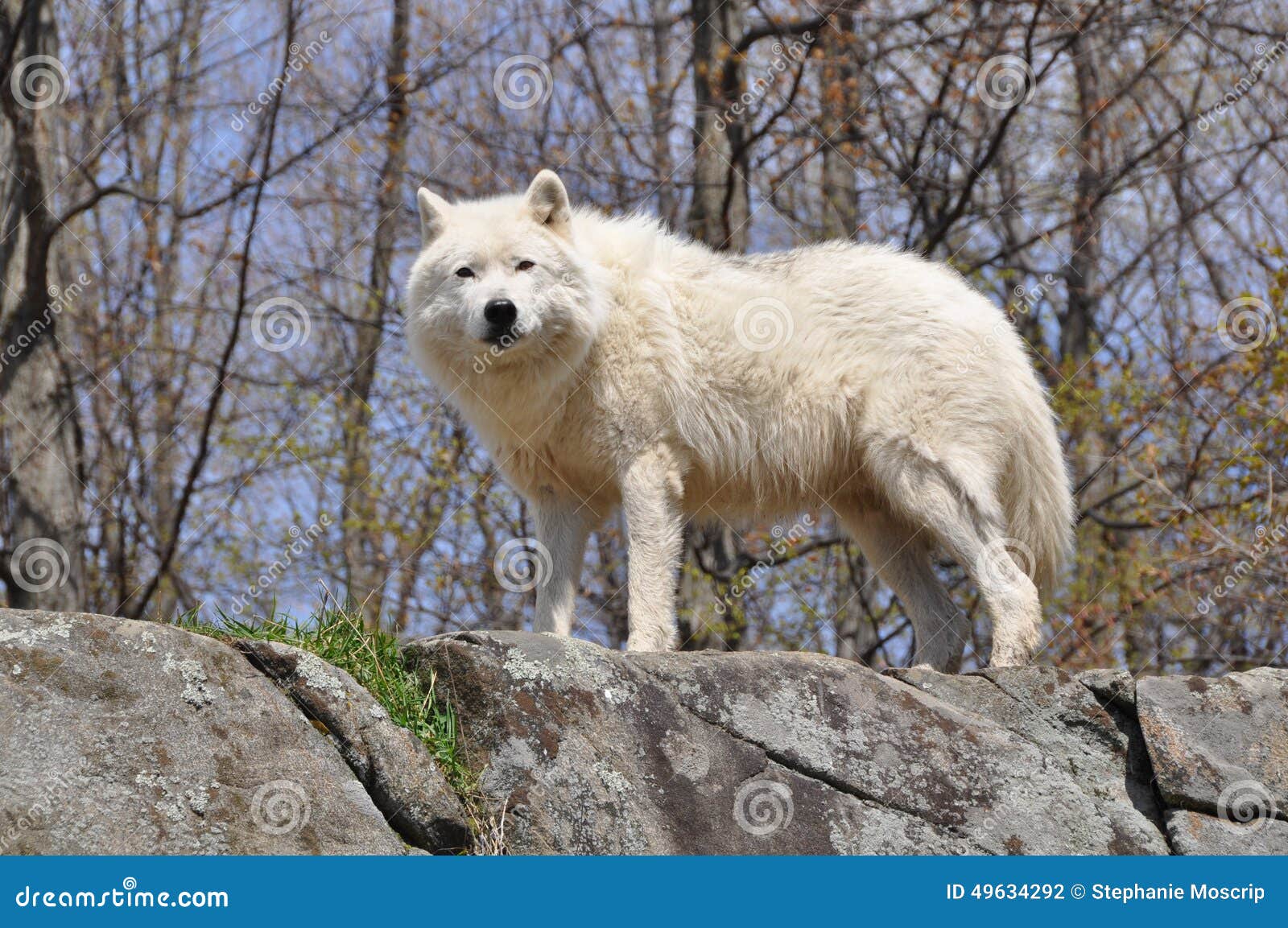 White Wolf Sitting