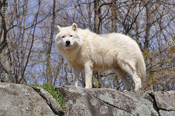 White wolf on cliff stock photo. Image of wolf, animal - 49634292