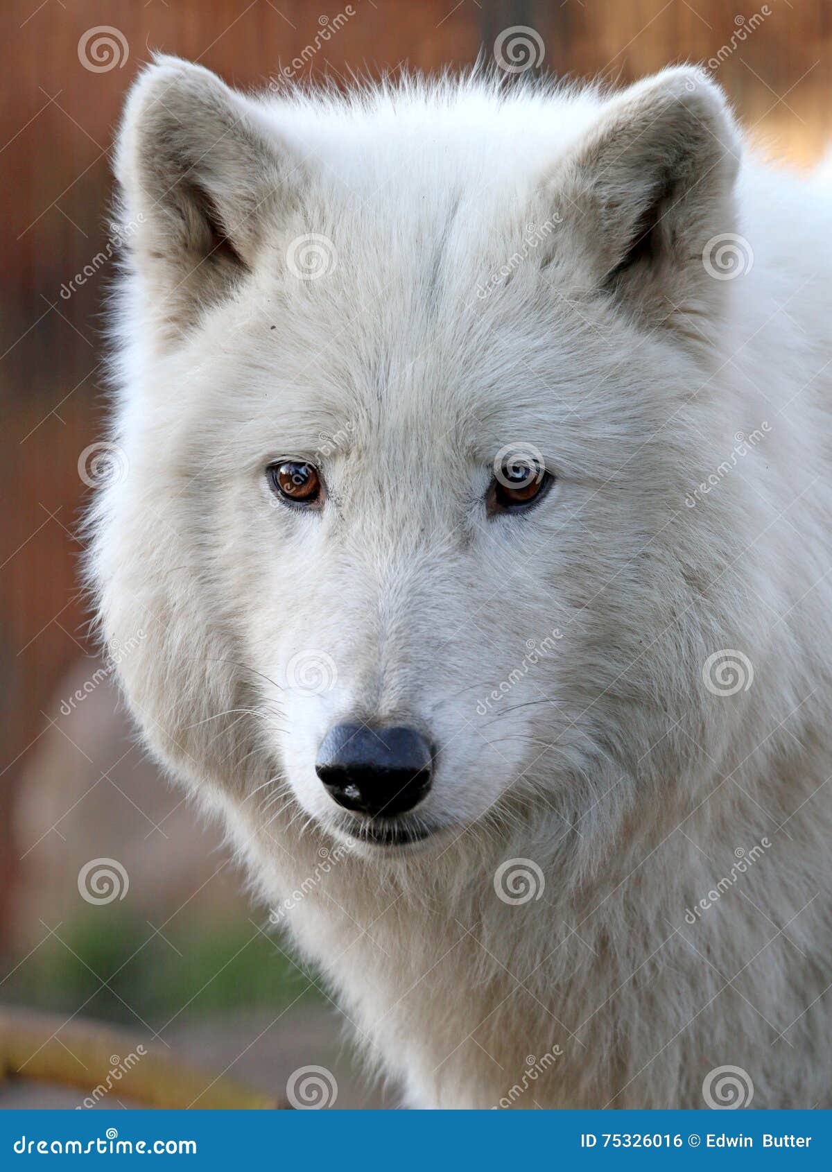 White wolf stock photo. Image of head, wolf, arctic, gray - 75326016
