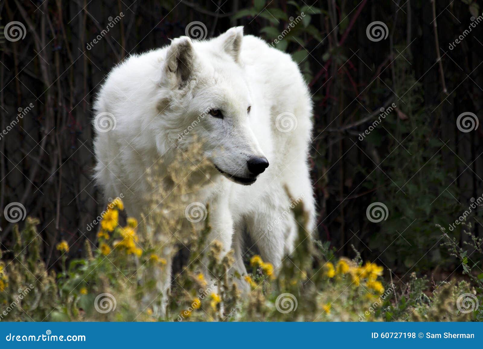 White Wolf stock photo. Image of hair, wolf, polar, wildlife - 60727198