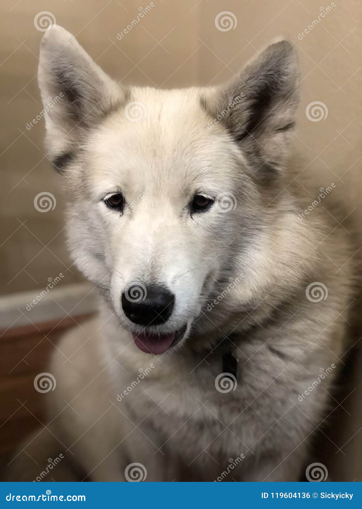 Happy wolf stock photo. Image of happy, white, wolf - 119604136