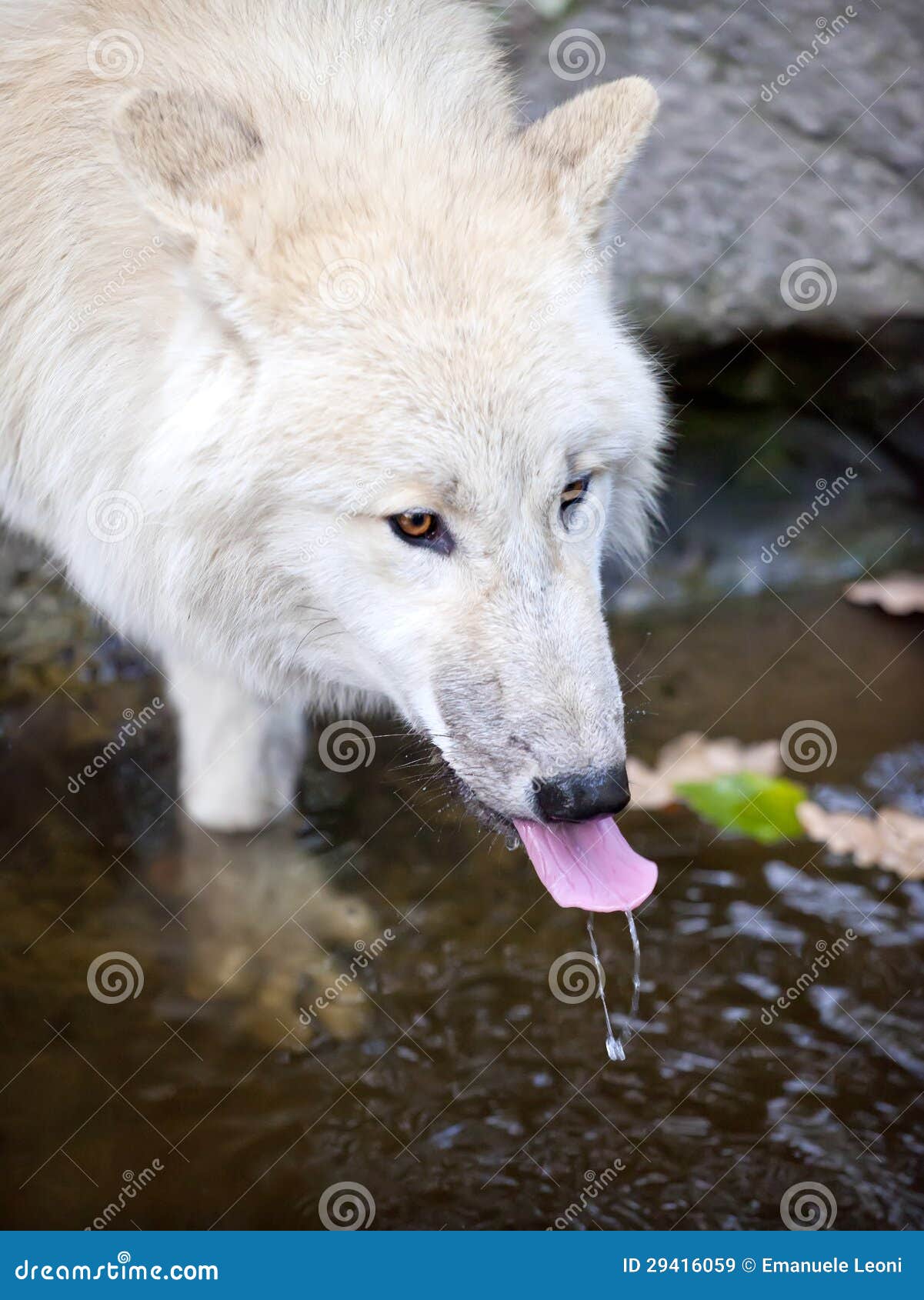 White wolf drinking water stock image. Image of carnivore - 29416059