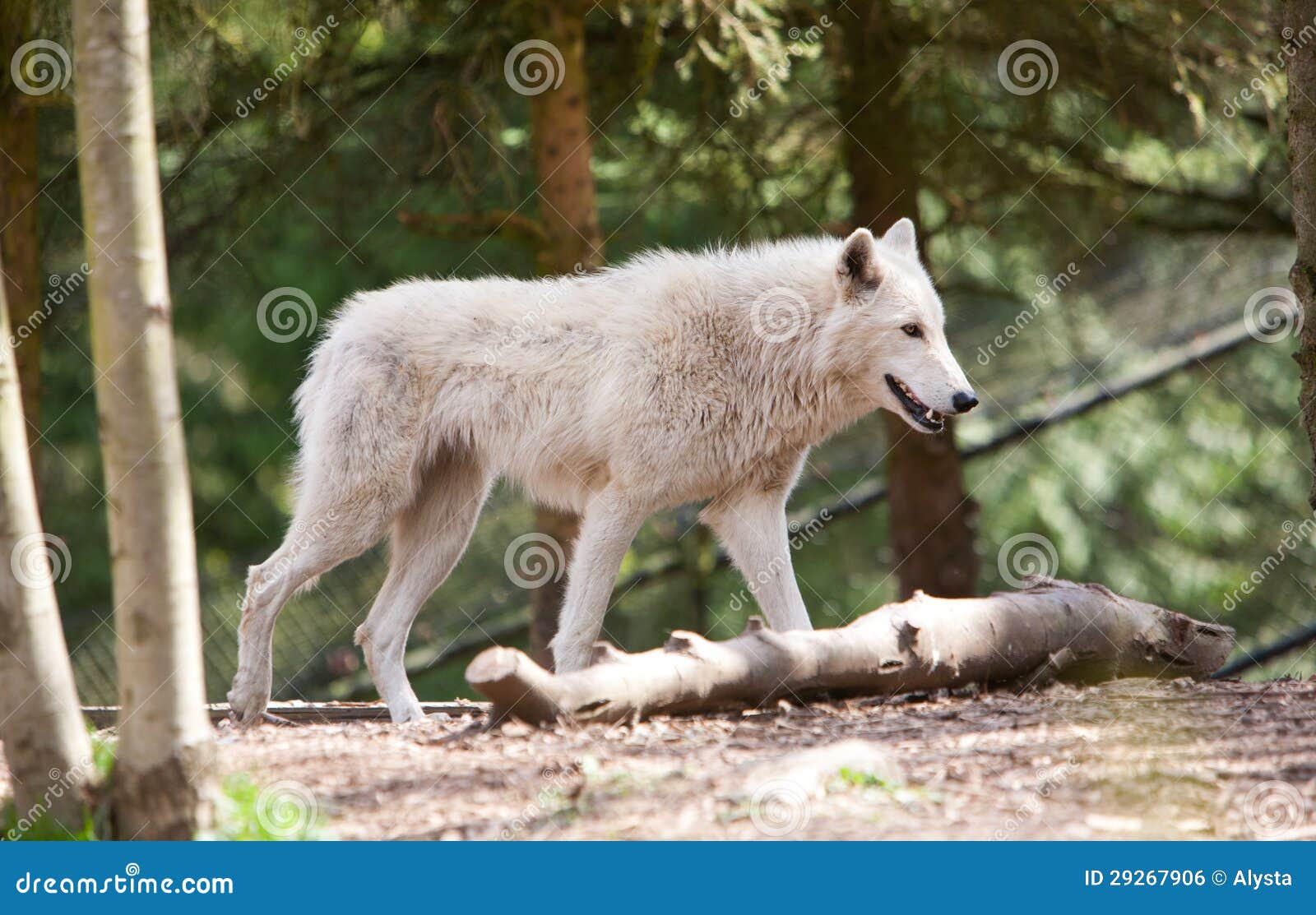 White Wolf Dtalking stock photo. Image of danger, wolf - 29267906