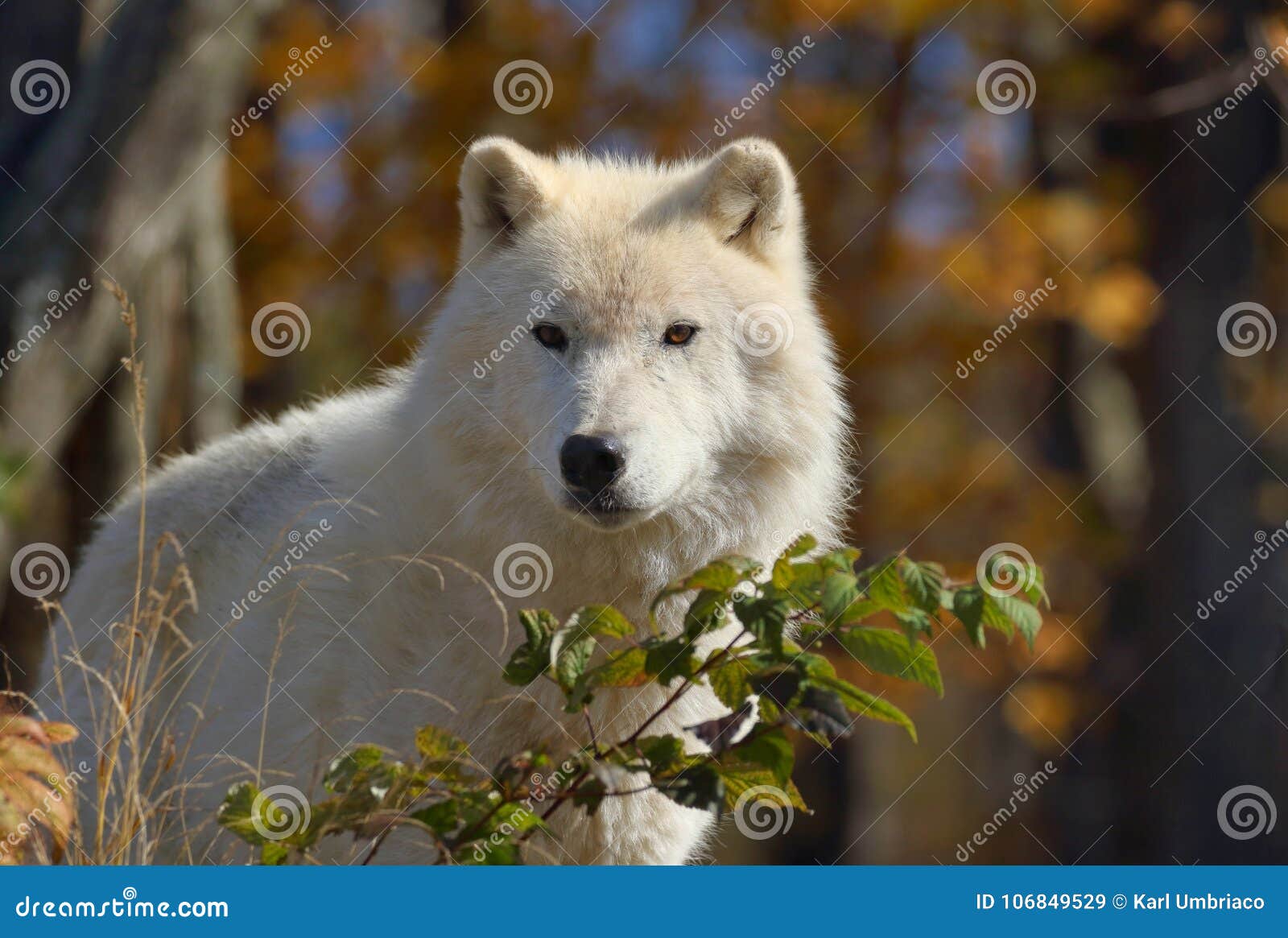 White wolf during fall stock image. Image of beauty - 106849529