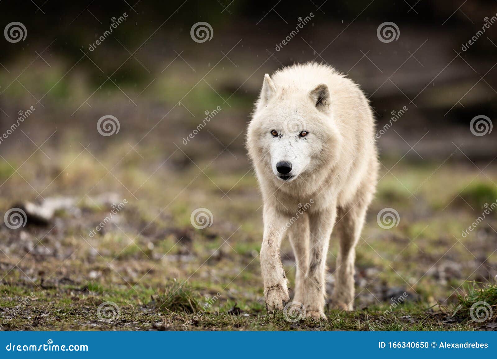 White wolf in the forest stock photo. Image of natural - 166340650