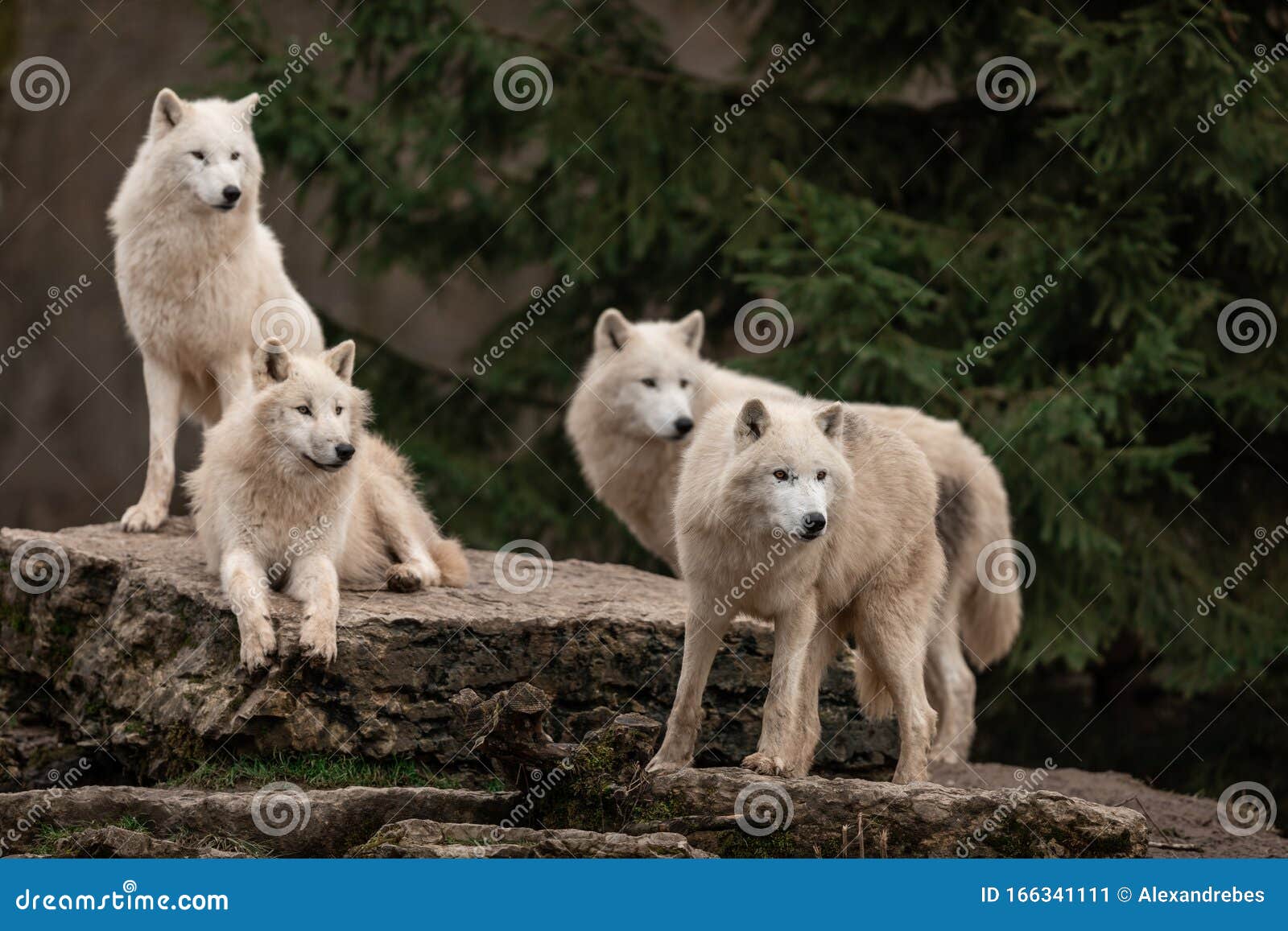 White wolf in the forest stock image. Image of arctic - 166341111