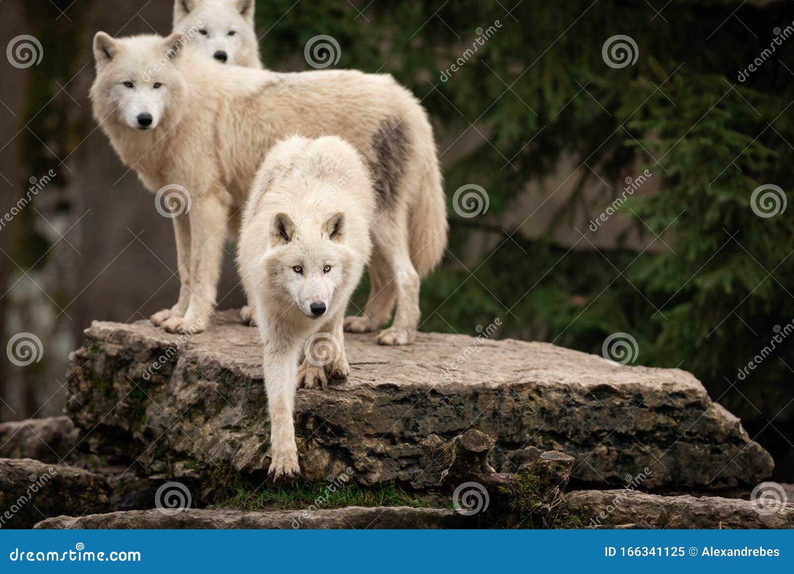White wolf in the forest stock image. Image of carnivore - 166341125