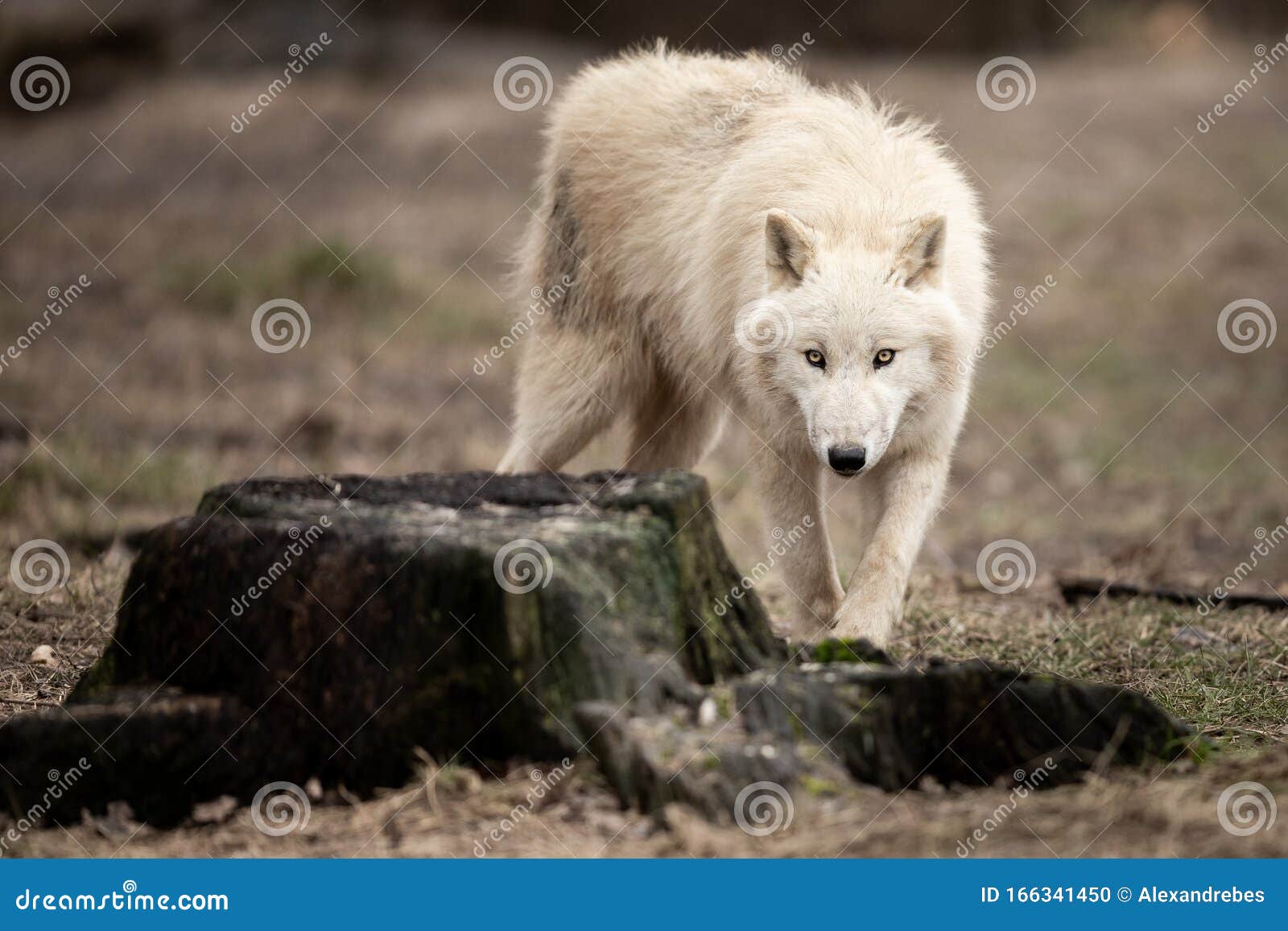 White wolf in the forest stock photo. Image of beautiful - 166341450