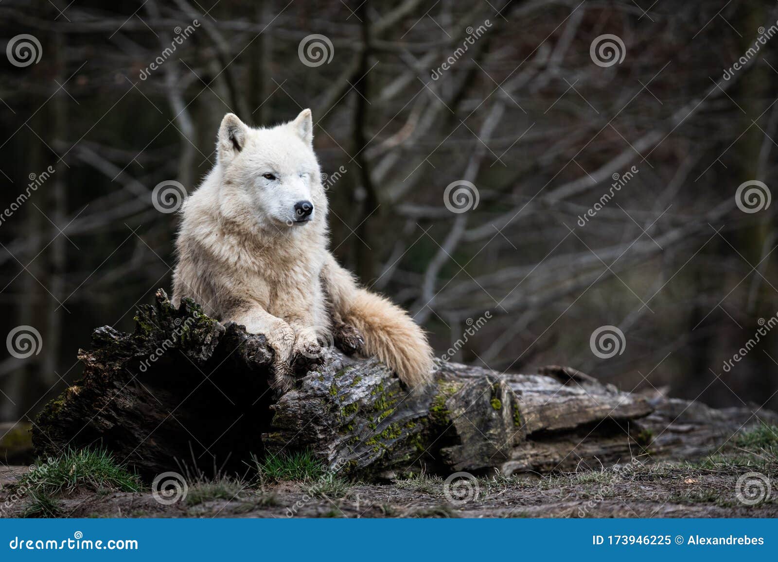 White wolf in the forest stock image. Image of dangerous - 173946225
