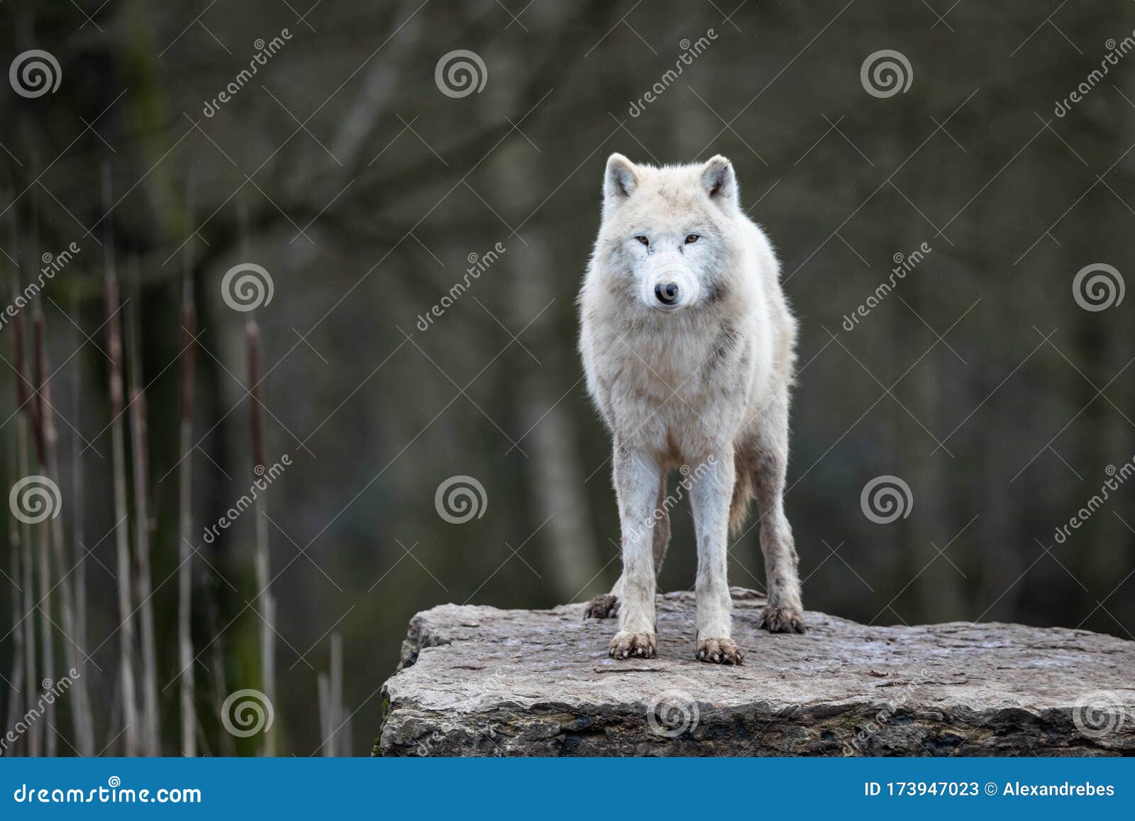 White wolf in the forest stock image. Image of fierce - 173947023