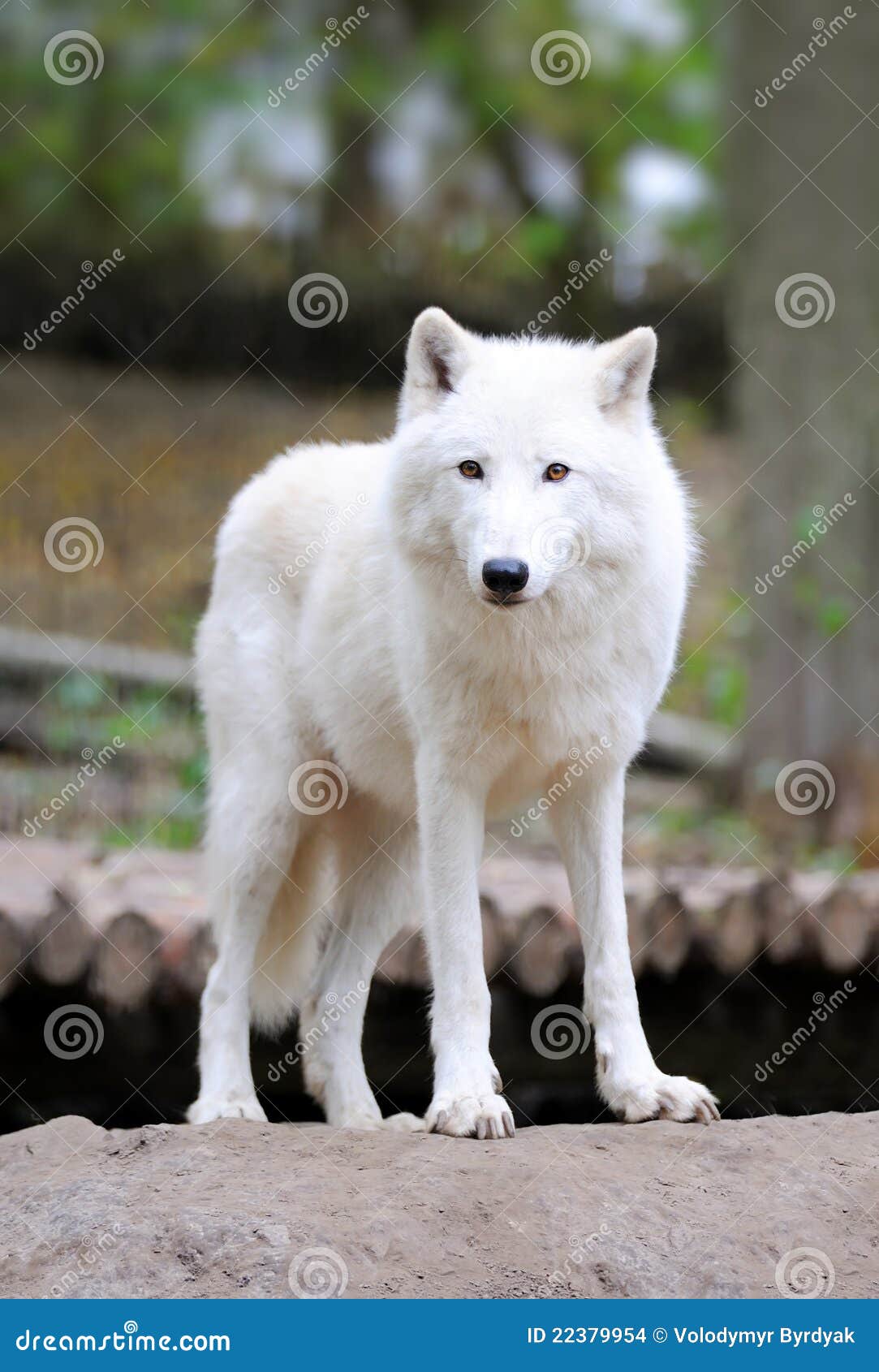 White wolf in forest stock photo. Image of nature, looking - 22379954