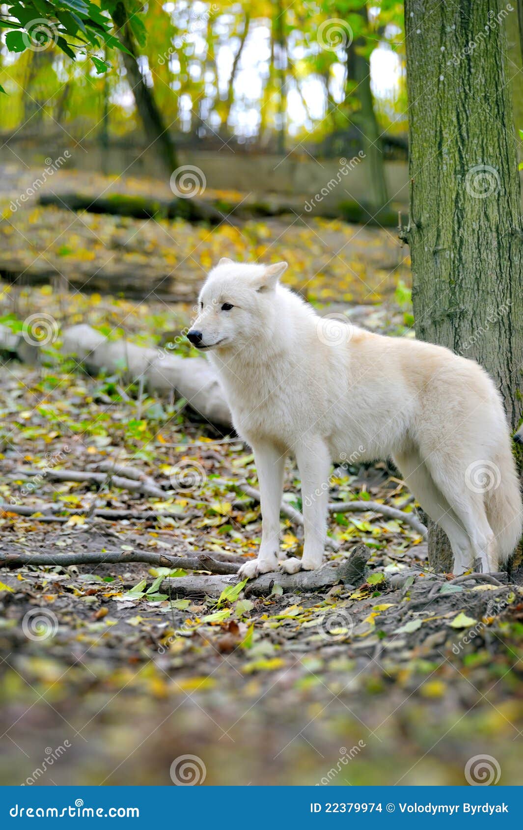 White wolf in forest stock photo. Image of attentive - 22379974
