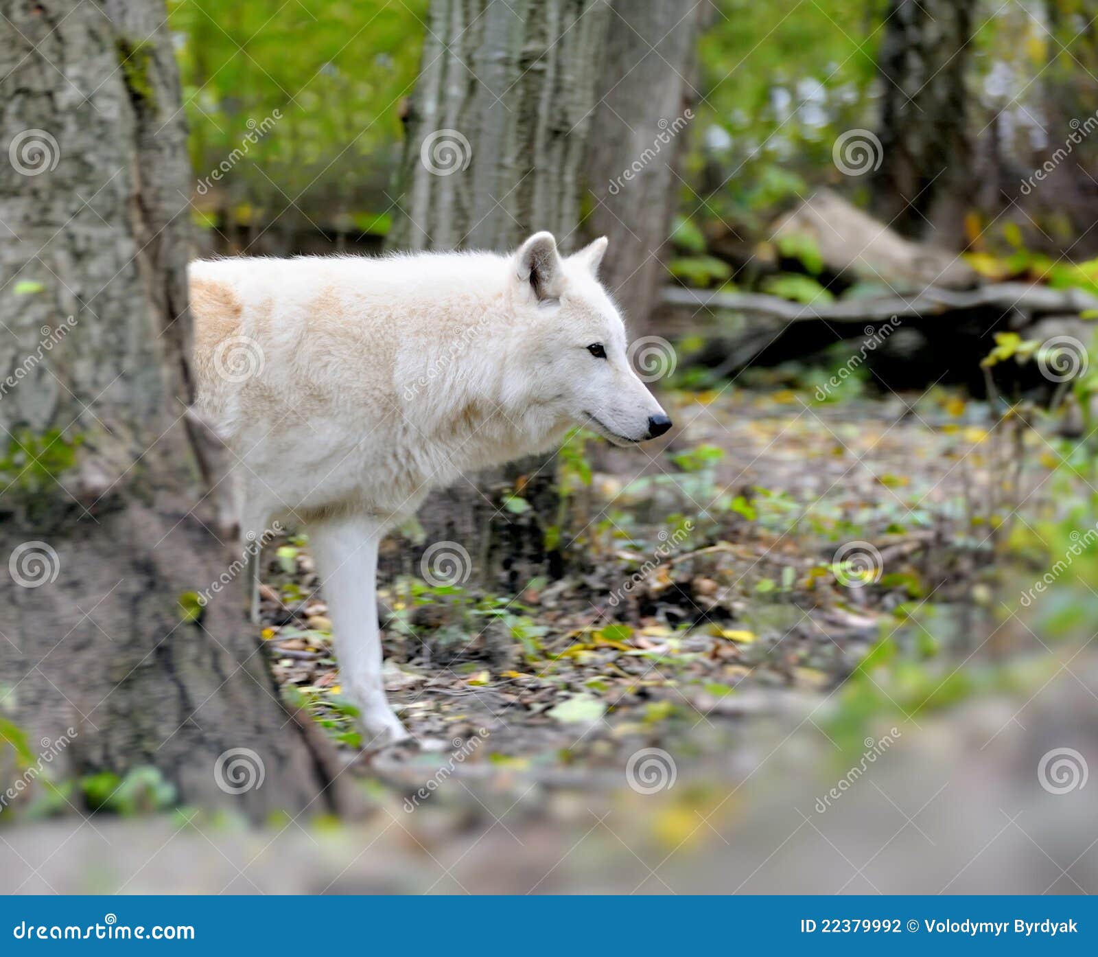 White wolf in forest stock photo. Image of quadruped - 22379992