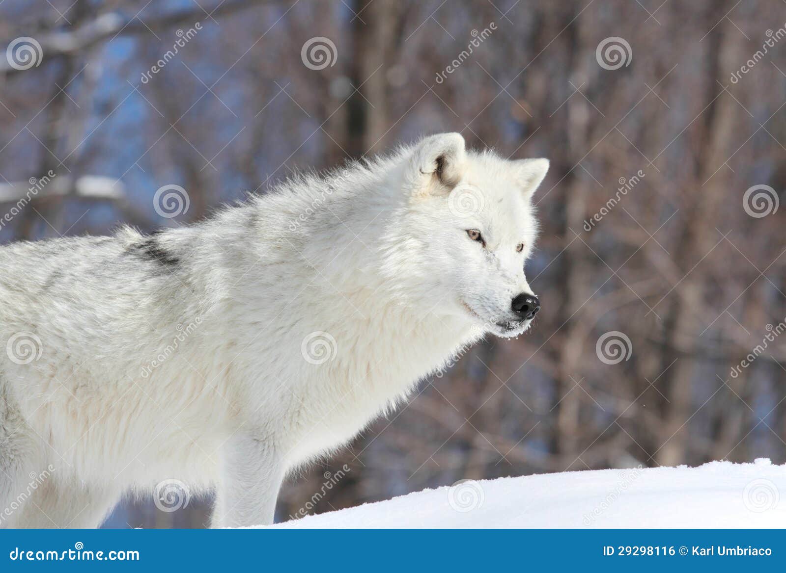 White wolf in forest stock photo. Image of beauty, wildlife - 29298116