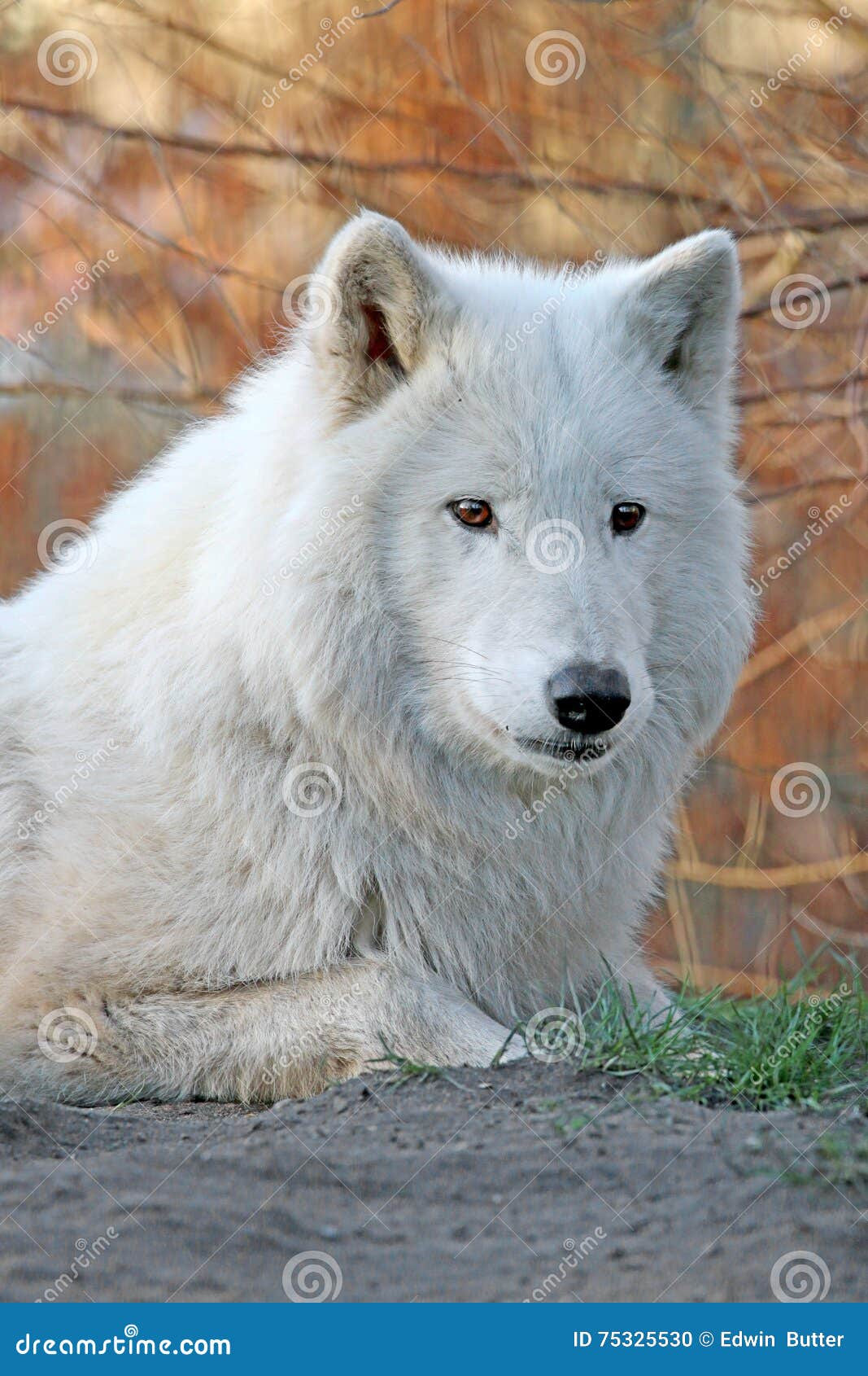 White wolf in the forest stock photo. Image of canine - 75325530