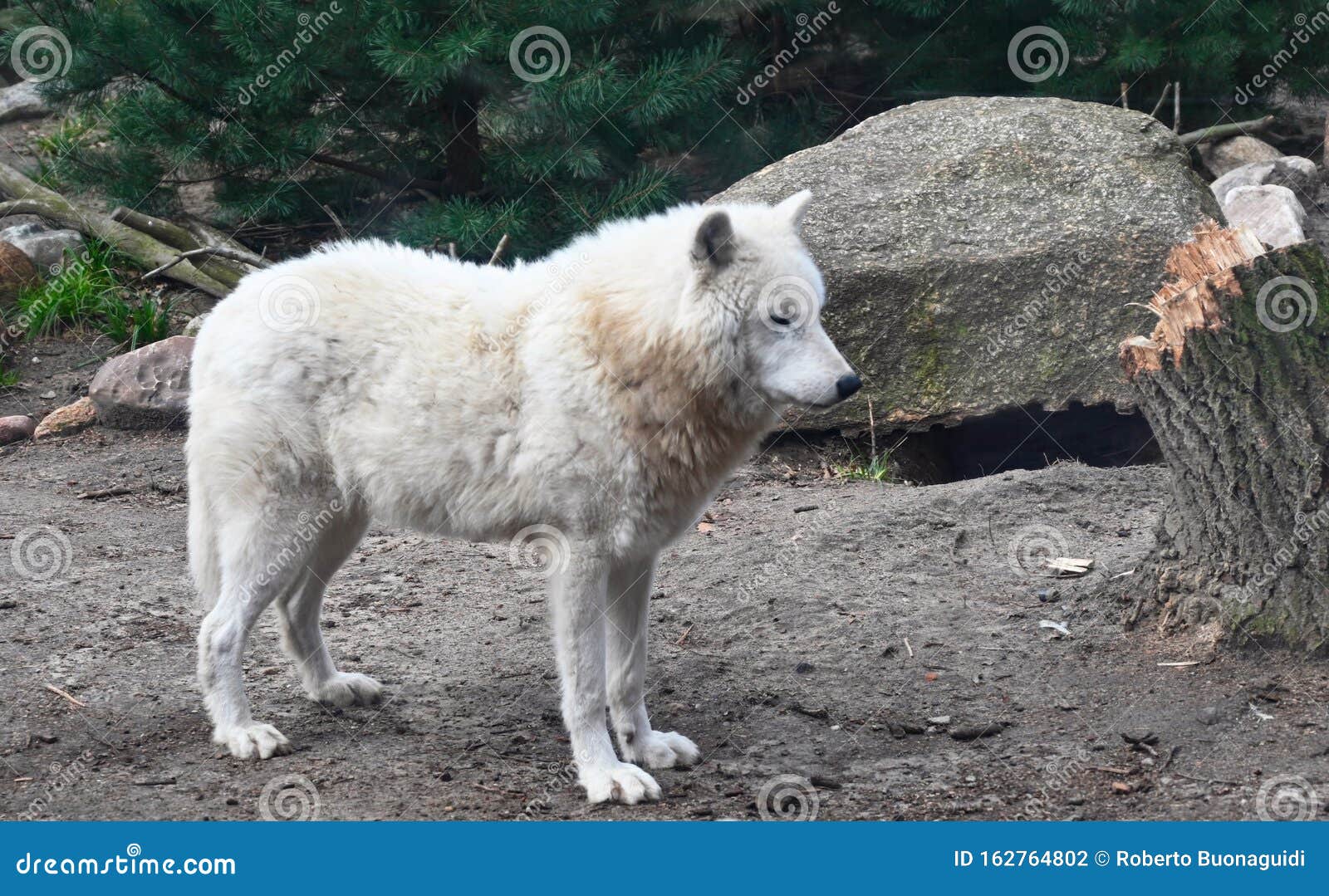 A white wolf in the forest stock photo. Image of howling - 162764802