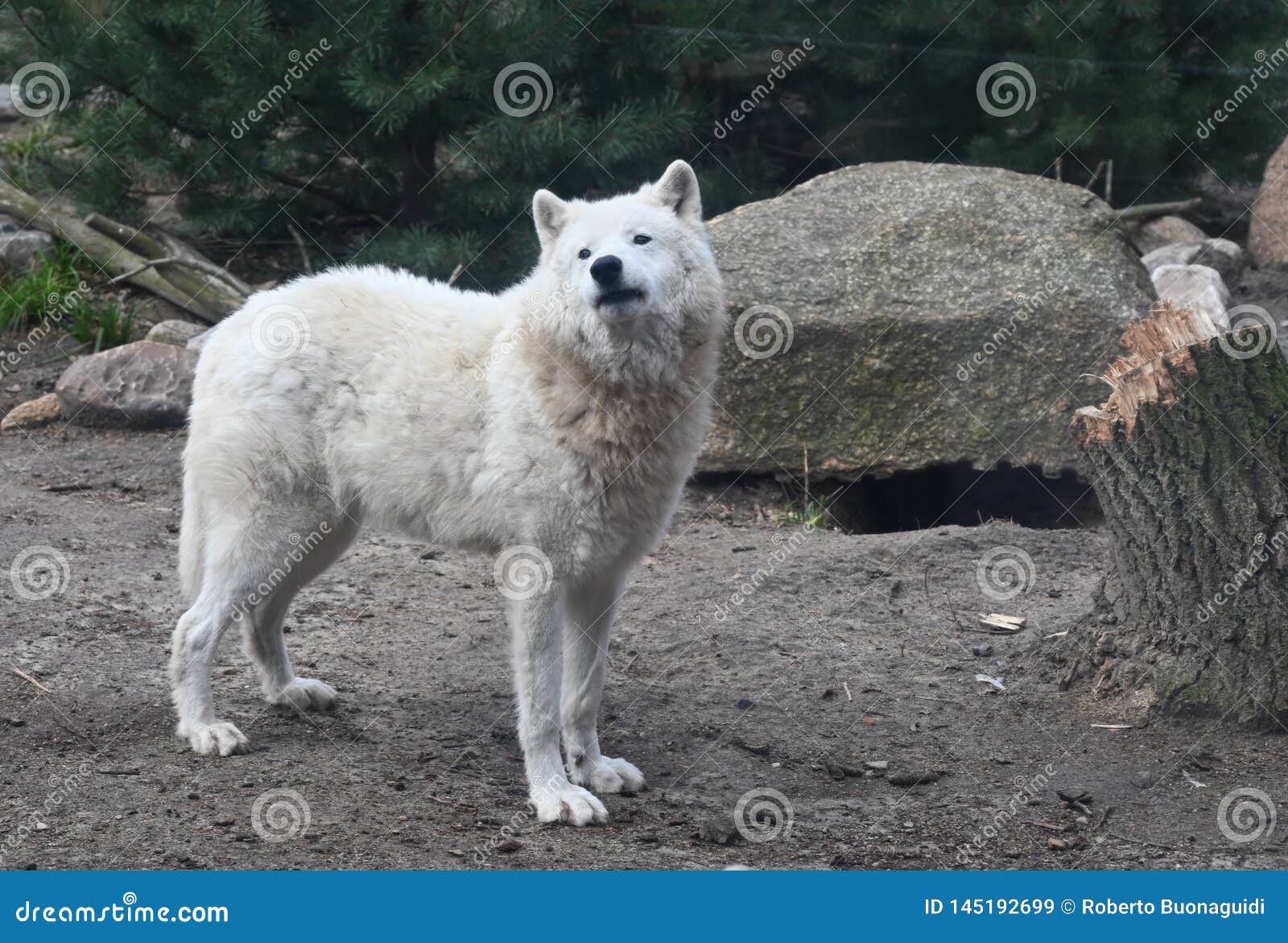 A White Wolf in the Forest Looks for a Prey Stock Image - Image of ...