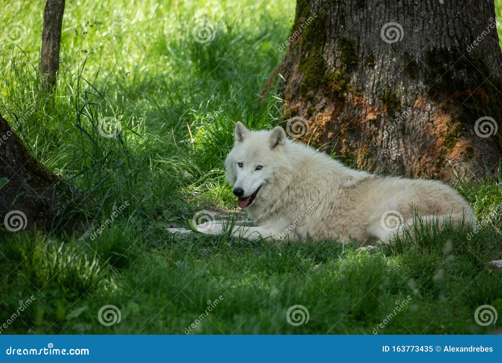 White wolf in the forest stock image. Image of canine - 163773435
