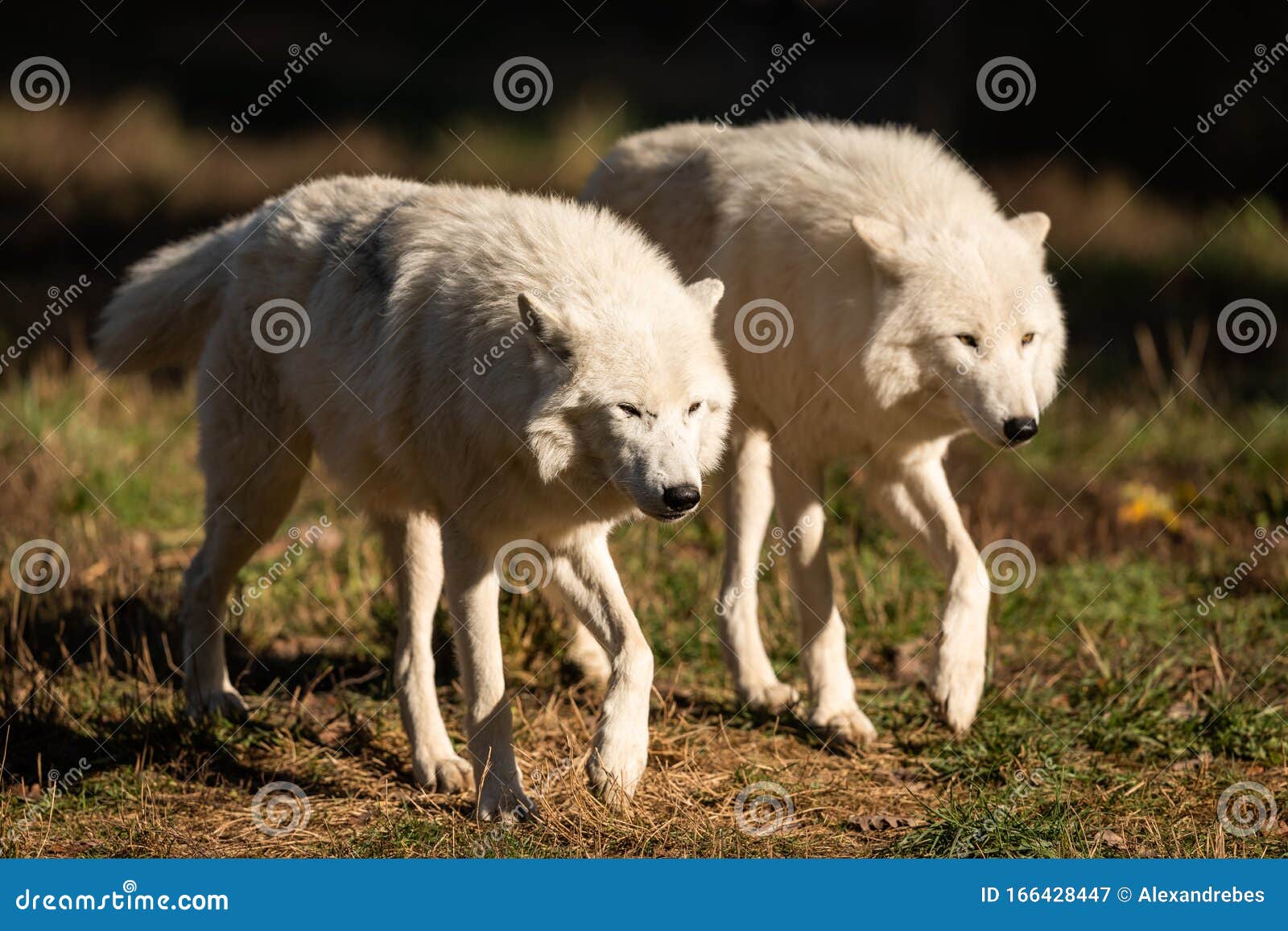 White wolf in the forest stock image. Image of close - 166428447