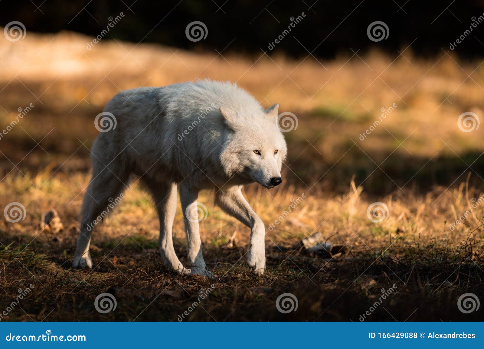 White wolf in the forest stock photo. Image of nature - 166429088