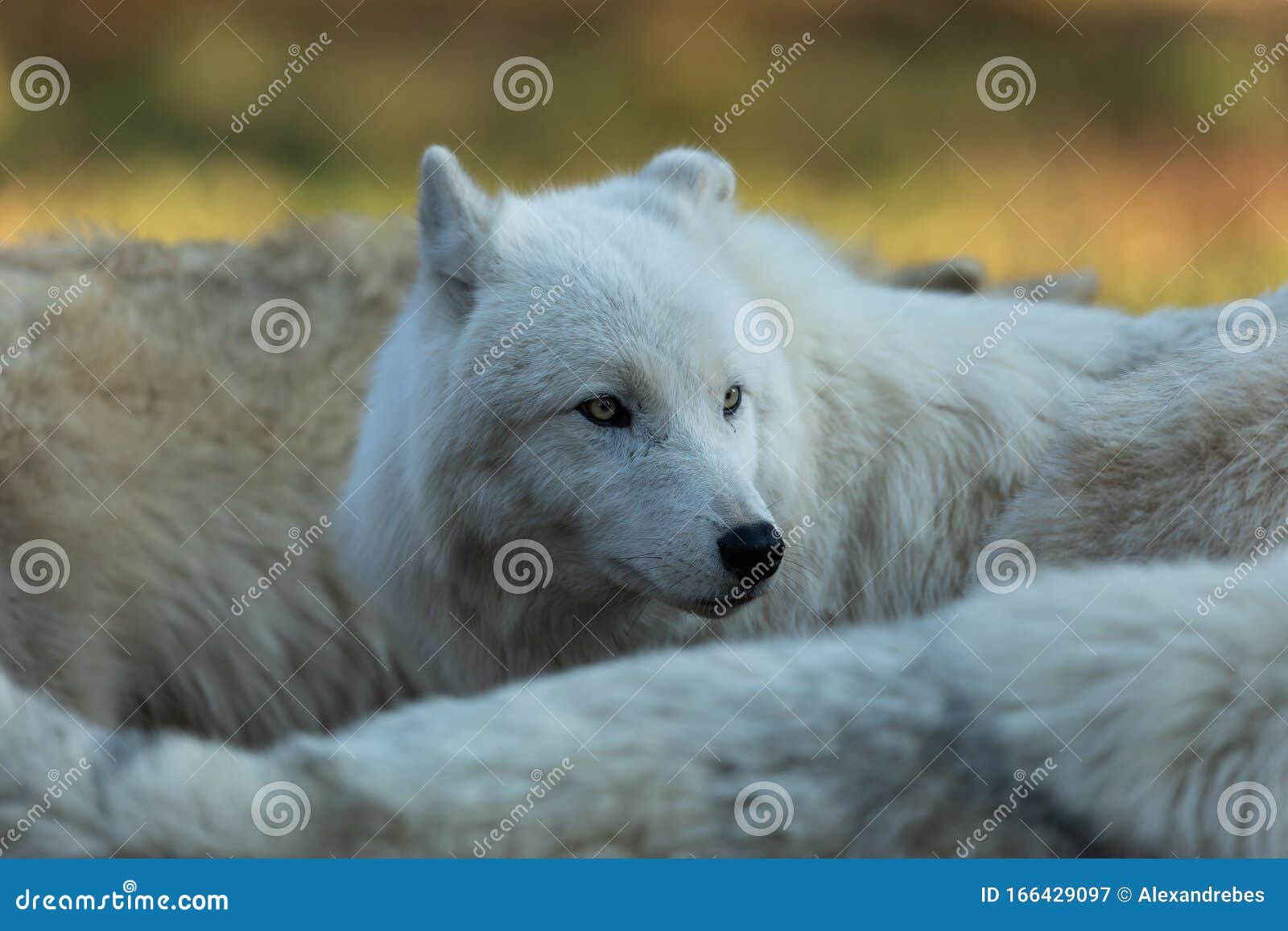 White wolf in the forest stock image. Image of danger - 166429097