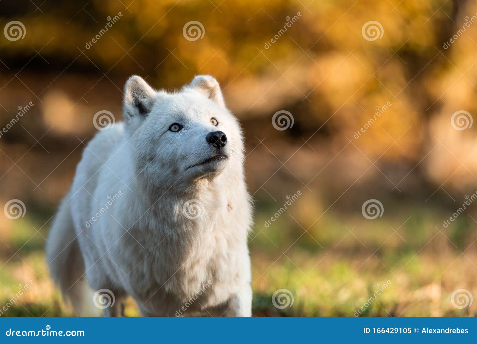 White wolf in the forest stock image. Image of animal - 166429105