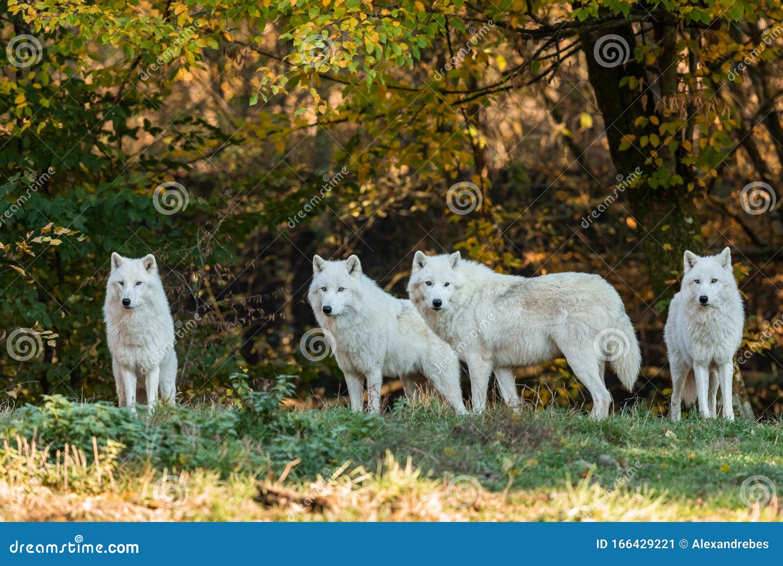 White wolf in the forest stock image. Image of macro - 166429221