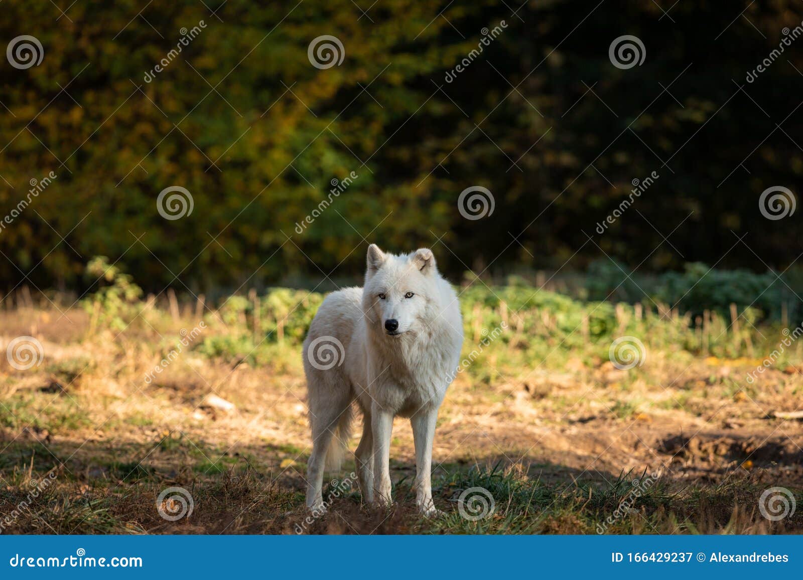 White wolf in the forest stock image. Image of natural - 166429237