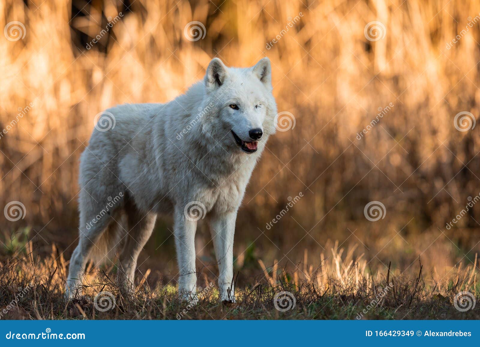 White wolf in the forest stock image. Image of arctic - 166429349