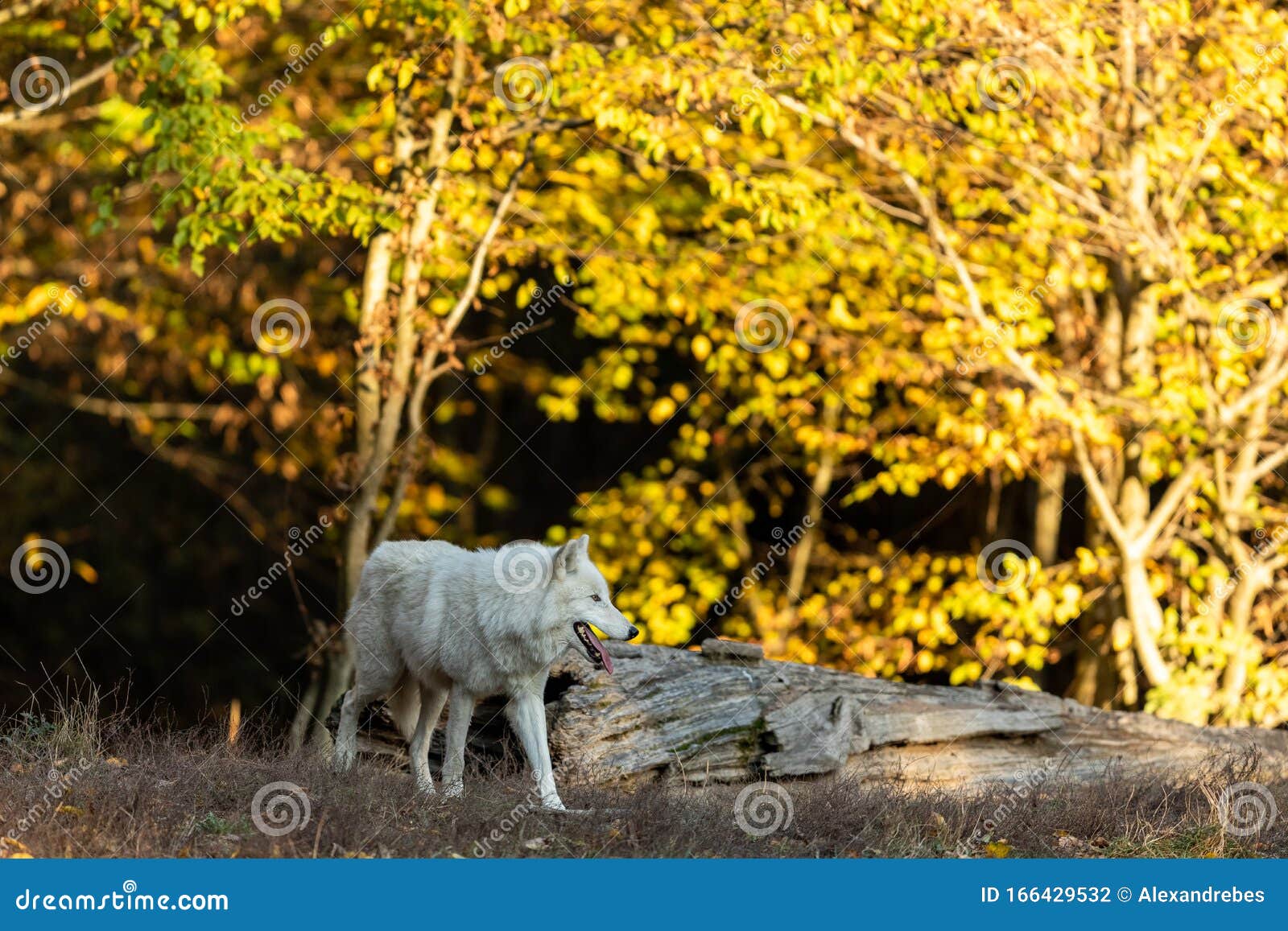 White wolf in the forest stock photo. Image of danger - 166429532